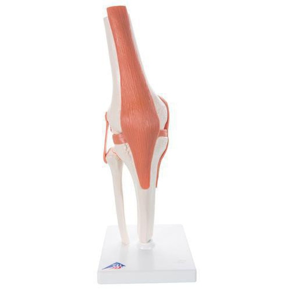 Functional Knee Joint | DiaMedical USA