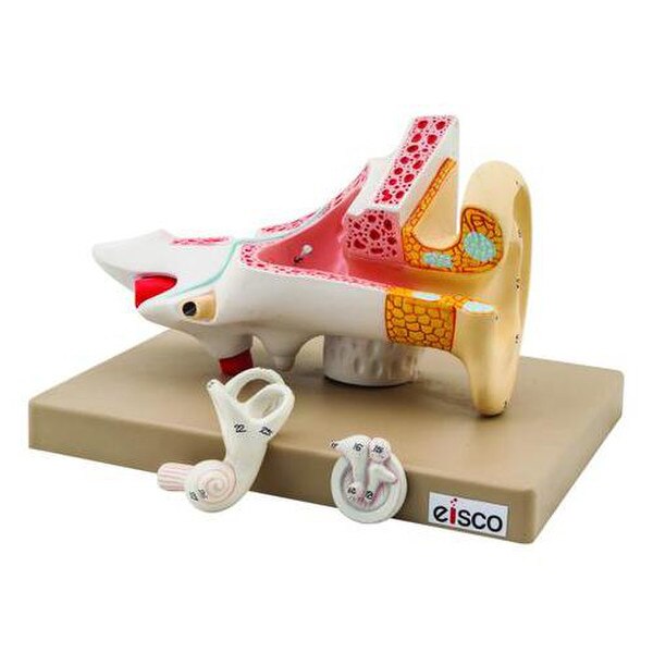 Human Ear Model | DiaMedical USA