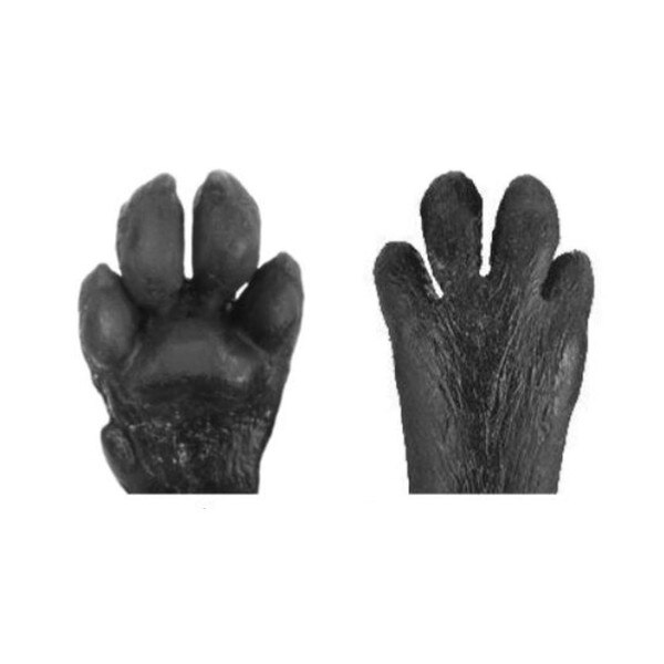 Canine Bandaging Limbs | DiaMedical USA Canine Bandaging Limbs | DiaMedical USA