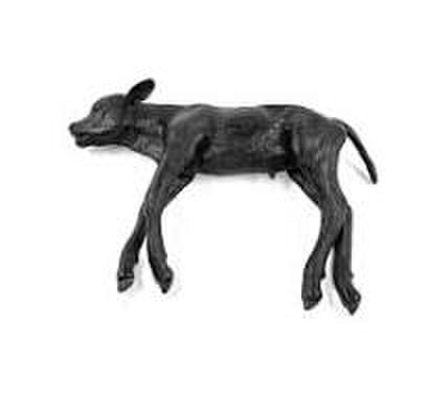 Dystocia Calf Model - Black Angus | DiaMedical